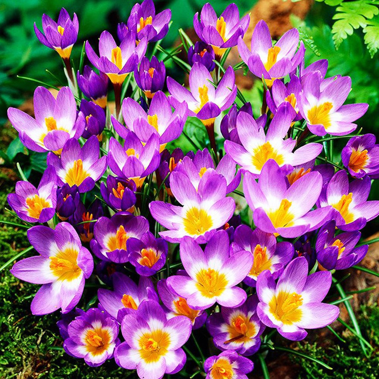 Krokus (Crocus) Tricolor 10 szt. – cena i opinie - Sklep internetowy ...