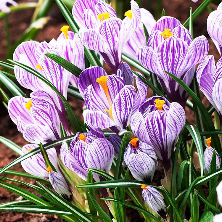 Krokus (Crocus) Pickwick 10 szt. XXL – cena i opinie - Sklep internetowy Cebulki Kwiatowe