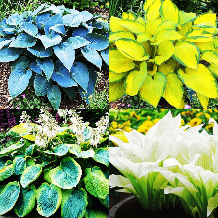 Zestaw 1 Funkia (Hosta) Bestseller 4 szt | Cebulki jesienne \ Funkia ...