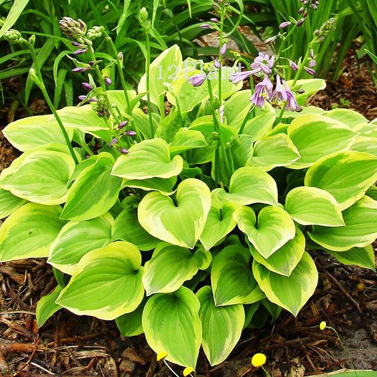 Funkia Hosta Golden Tiara 1 szt – cena i opinie - Sklep internetowy ...