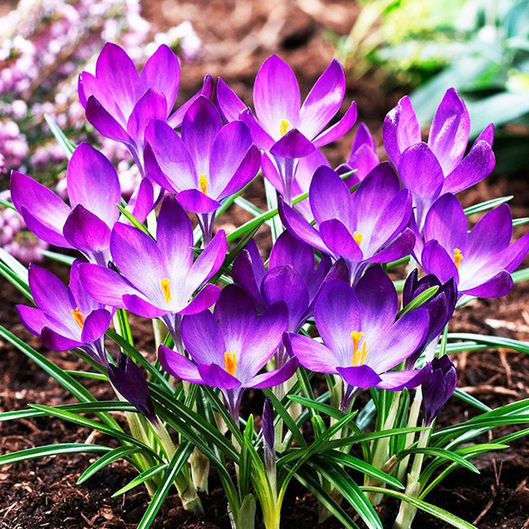 Krokus (Crocus) Ruby Giant 10 szt. – cena i opinie - Sklep internetowy Cebulki Kwiatowe