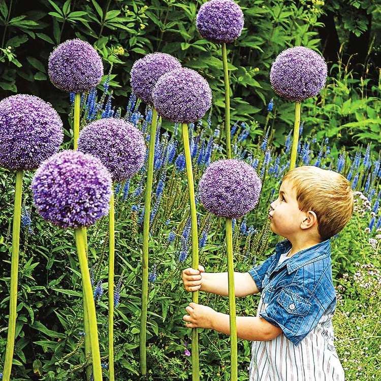 Czosnek (Allium) Gladiator 1 szt. XXL – cena i opinie - Sklep ...