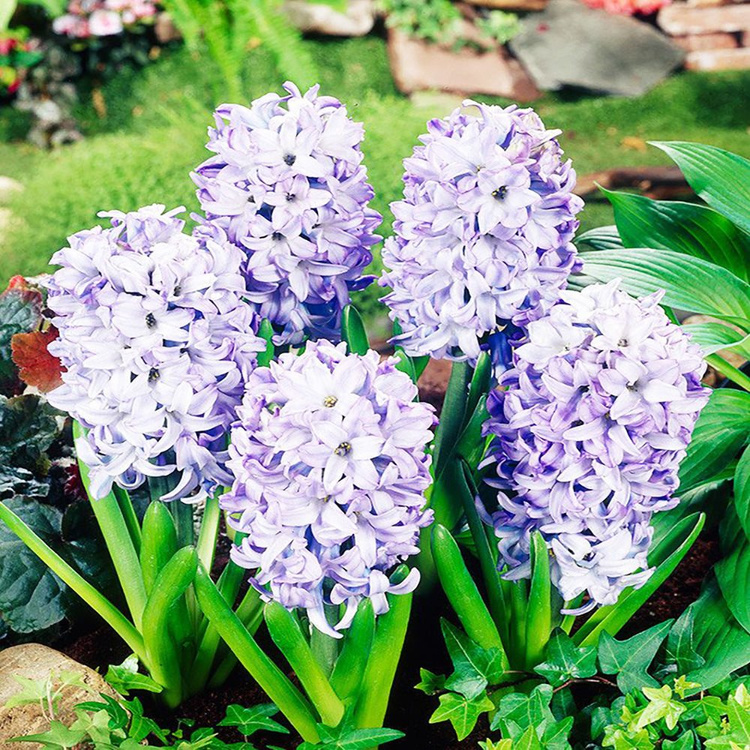 Hiacynt (Hyacinthus) Sky Jacket 3 szt. – cena i opinie - Sklep ...