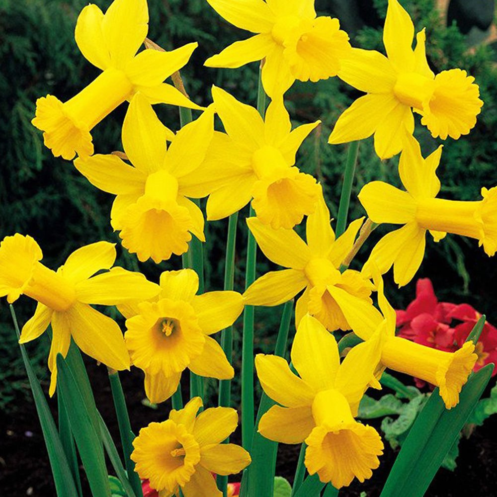 Narcyz (Narcissus) February Gold 5szt. | SPRING FLOWER BULBS \ Narcyz ...
