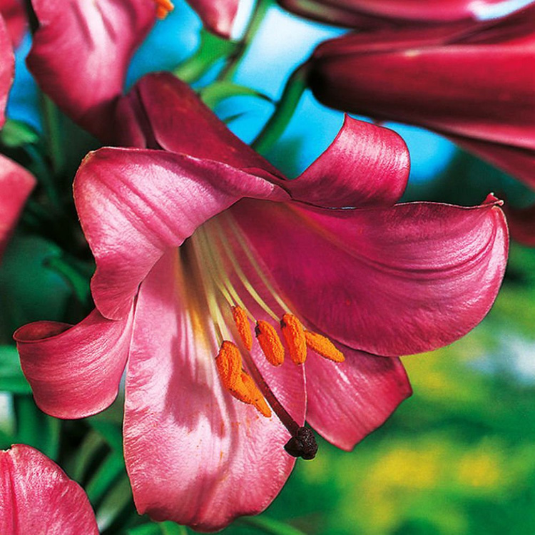 Lilia (Lilium) Pink Perfection 1 szt. | SPRING FLOWER BULBS \ Lilium ...
