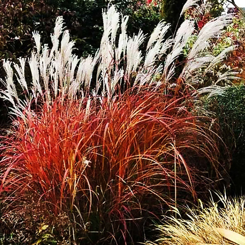 Miskant (Miscanthus) Dronning Ingrid 1 szt | Cebule, kłącza i bulwy ...